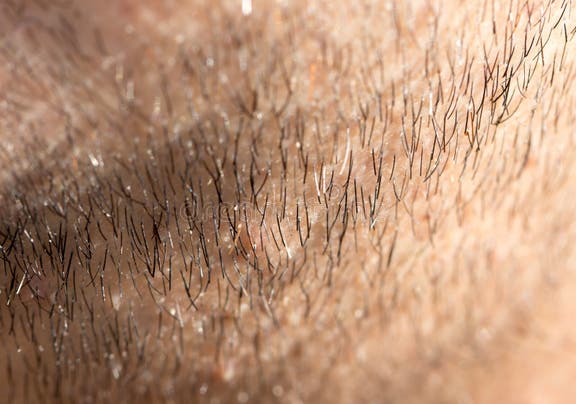 The Hair on the Male Beard. Macro Stock Photo - Image of black, face ...