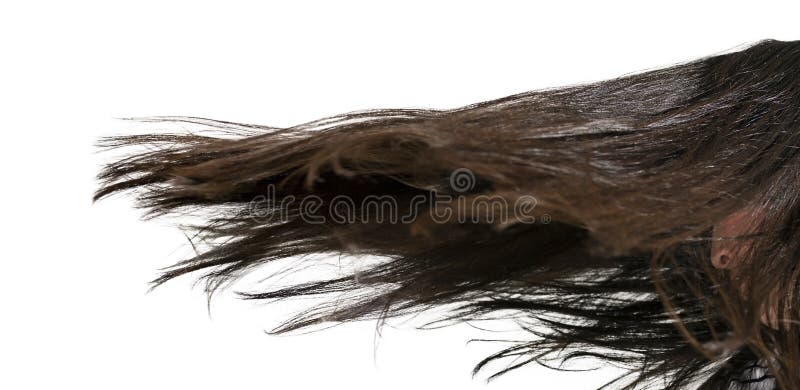 Hair Movement stock photo. Image of girl, female, blur - 24029738
