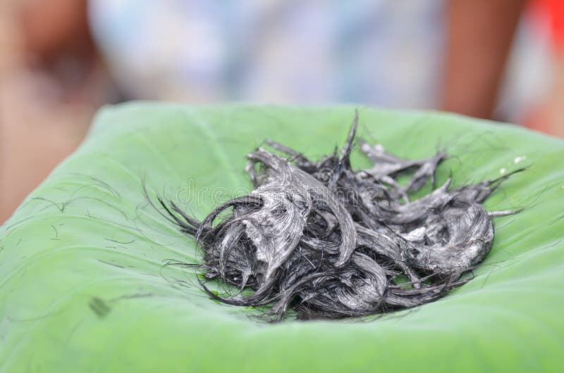 Busdu Stock Photos - Free & Royalty-Free Stock Photos from Dreamstime