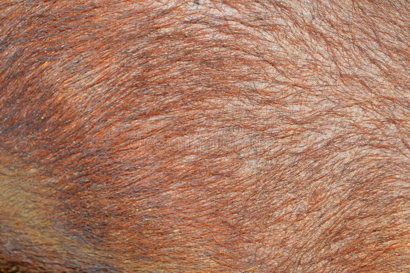 Hair pig wallpaper stock image. Image of hair, strong - 83725649