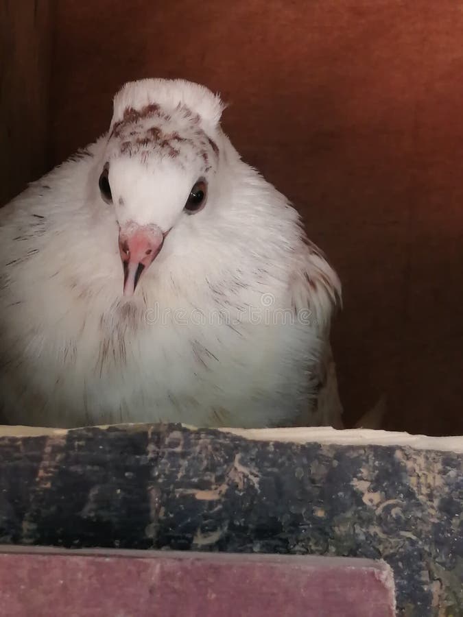 Hair pigeon queen stock photo. Image of pigeon, beak - 249346302