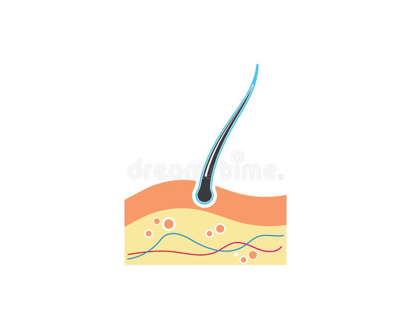Hair Root Icon Vector Illustration Design Stock Vector - Illustration ...