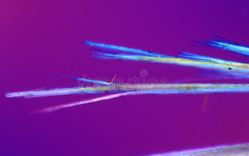 4,287 Hair Microscope Stock Photos - Free & Royalty-Free Stock Photos ...
