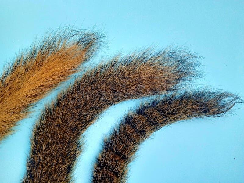 The Hair Tail Diversity of Squirrel. Stock Photo - Image of beautiful ...