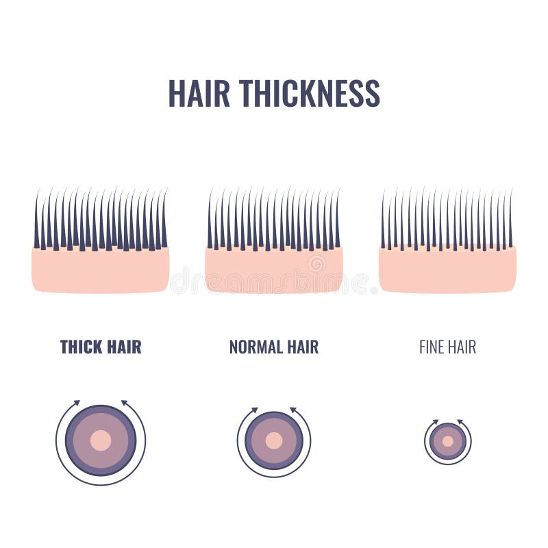 Hair Thickness Types Chart of Thin, Medium and Coarse Strands Stock ...