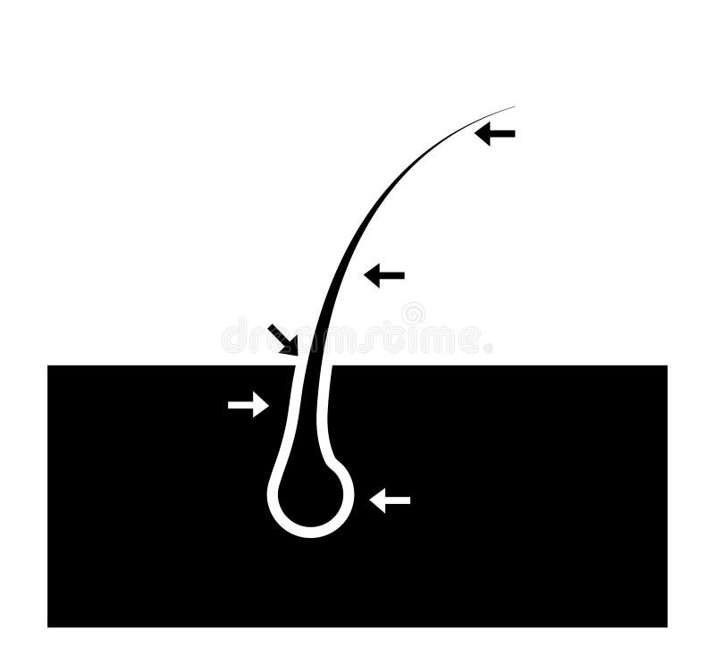 Hair Vector from Root. Hair`s Parts Name Stock Vector - Illustration of ...