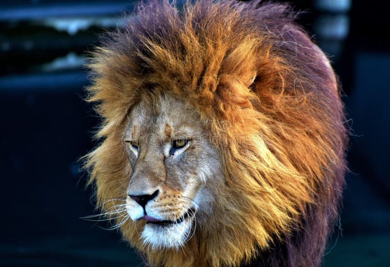 Wildlife, Hair, Lion, Mammal Picture. Image: 113738287