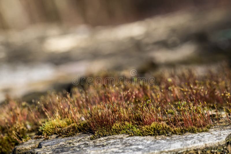Haircap Moss (Polytrichum) Capsules Closeup Selective Focus Stock Image ...