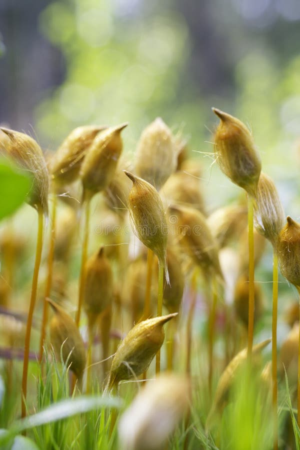 Haircap moss polytrichum stock image. Image of wild, humid - 36283027