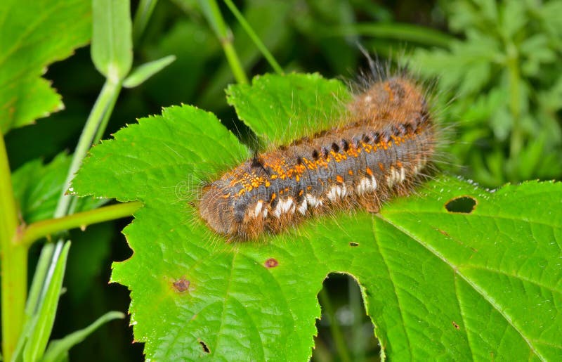 Bat 6 stock image. Image of animal, mouth, hair, close - 14243645