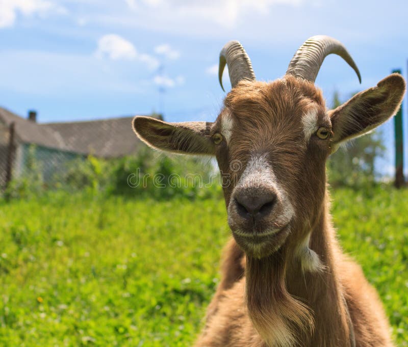 Haired Goat on the Farm Close Up Stock Photo - Image of livestock ...