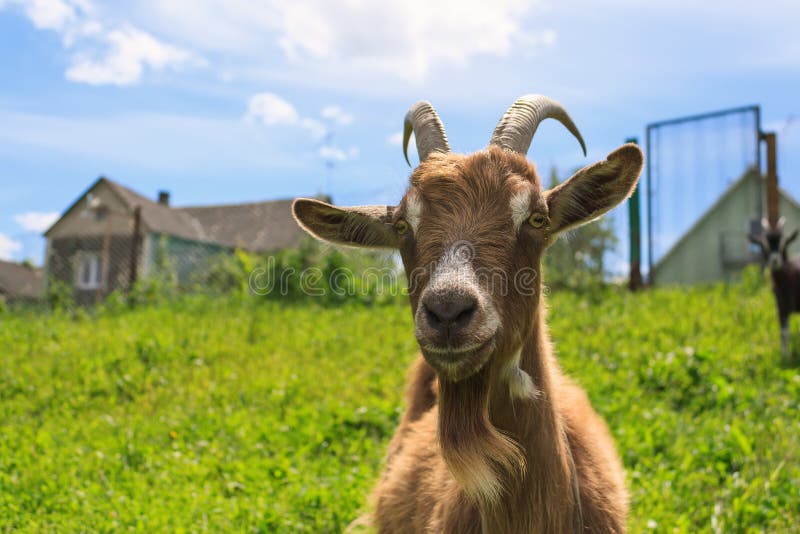 Haired goat on the farm stock image. Image of looking - 55517823