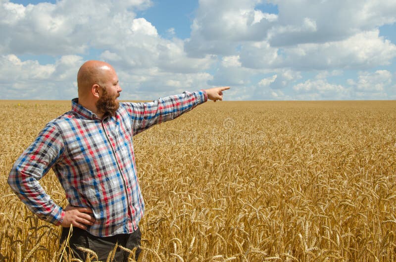 Hairless Bearded Farmer Pointing Sky Above Agricultural Wheat Fields ...