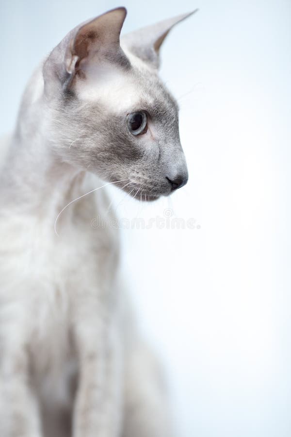 175 Gray Peterbald Cat Oriental Shorthair Stock Photos - Free & Royalty ...