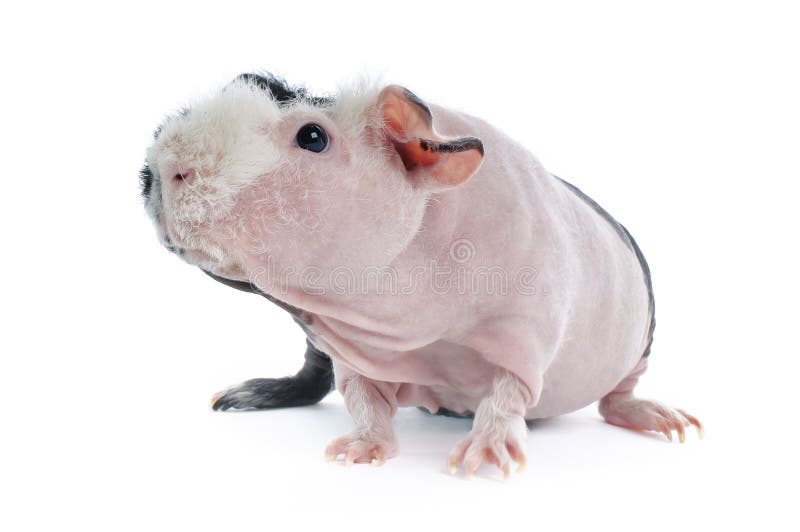 Hairless Rat (2 years old) stock photo. Image of mammal - 44432490