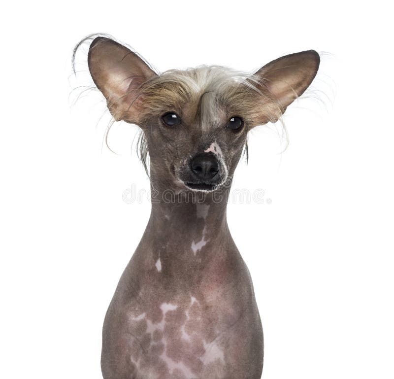 Hairless Chinese Crested Dog Stock Photo - Image of shot, crested: 41269956