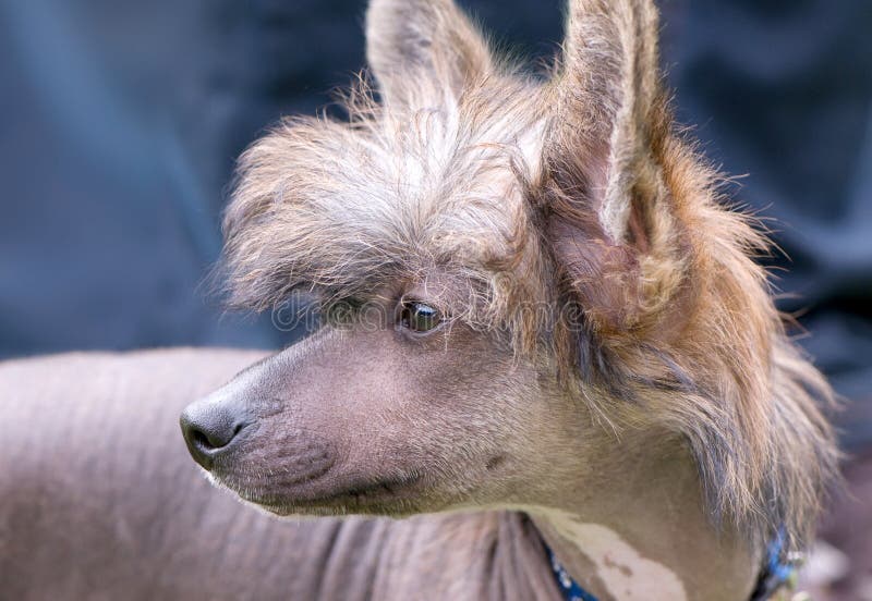 Hairless Chinese Crested Dog Portrait Stock Photo - Image of crest ...
