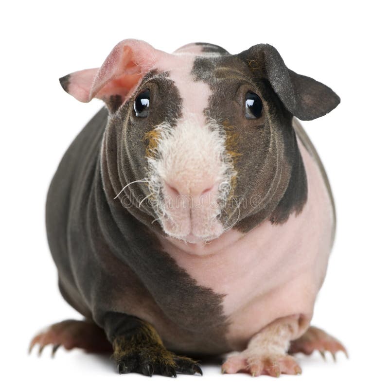 Hairless Guinea Pig Standing Royalty Free Stock Image - Image: 14763386