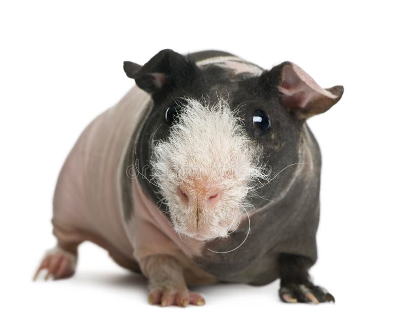 Hairless Guinea Pig Standing Stock Photos - Free & Royalty-Free Stock ...
