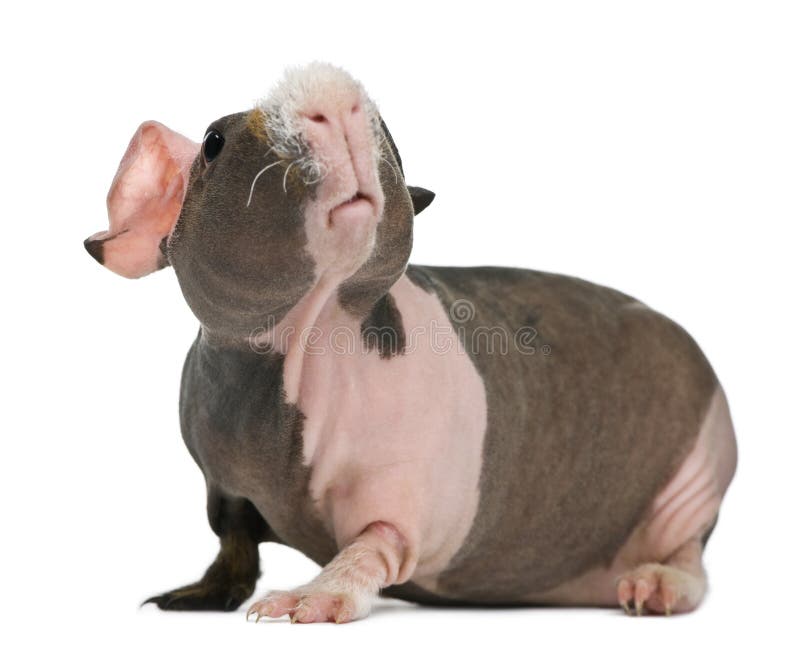 Guinea pig standing , stock image. Image of cavia, domestic - 89215239