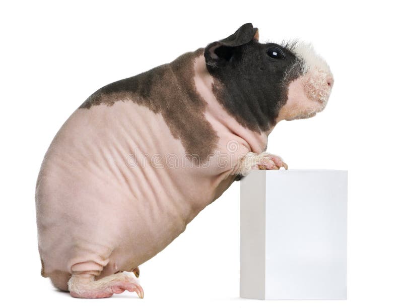 Guinea pig standing , stock image. Image of cavia, domestic - 89215239