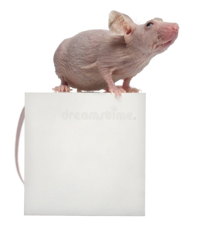 Rear View of an Albino White Mouse, Mus Musculus, Stock Image - Image ...