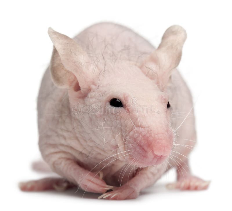 Hairless House Mouse, Mus Musculus Stock Image - Image of horizontal ...