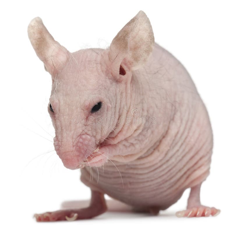 Hairless House Mouse, Mus Musculus Stock Image - Image of horizontal ...