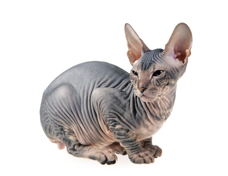 Gray Peterbald Cat, Oriental Shorthair Stock Photo - Image of male ...