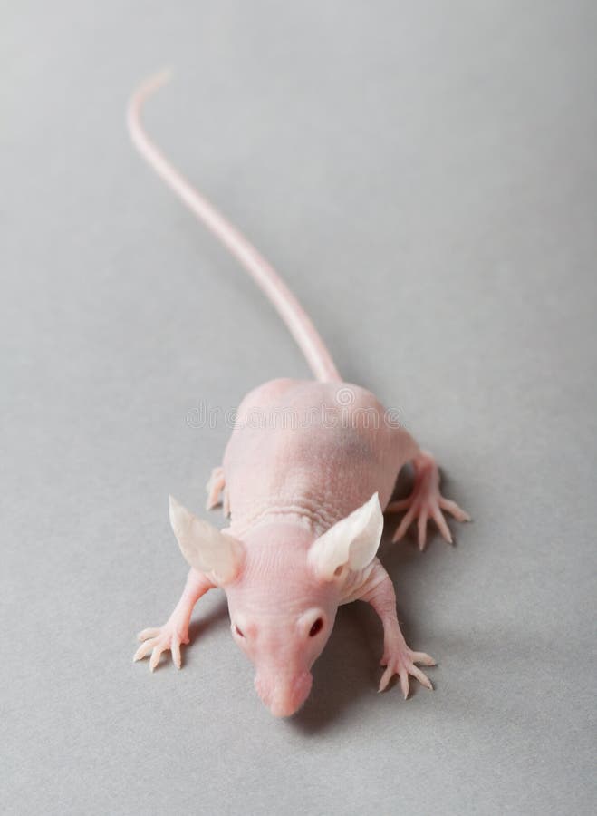 Hairless mouse stock photo. Image of mammal, gene, nature - 22444090