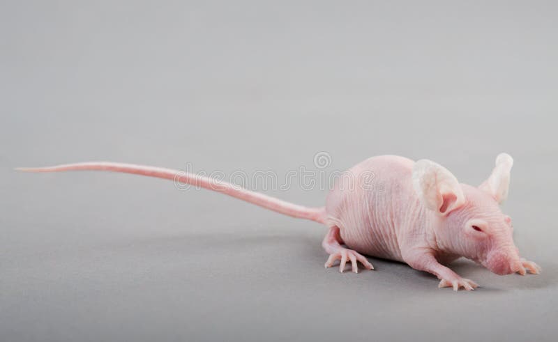 Hairless mouse stock photo. Image of mammal, gene, nature - 22444090