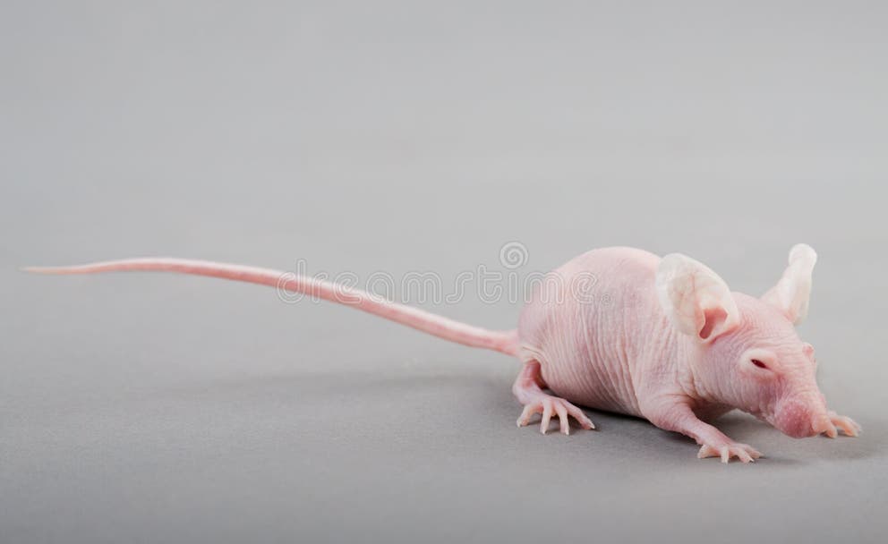Hairless mouse stock photo. Image of mammal, gene, nature - 22444090