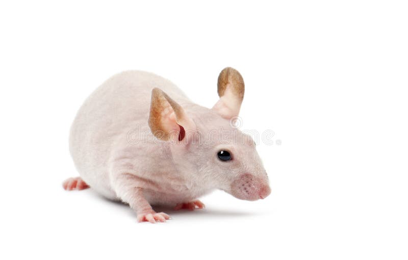 Hairless Mouse, Mus Musculus Stock Image - Image of horizontal, wild ...