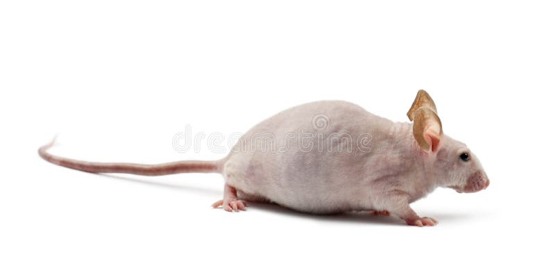 Hairless Mouse, Mus Musculus Stock Image - Image of horizontal, wild ...