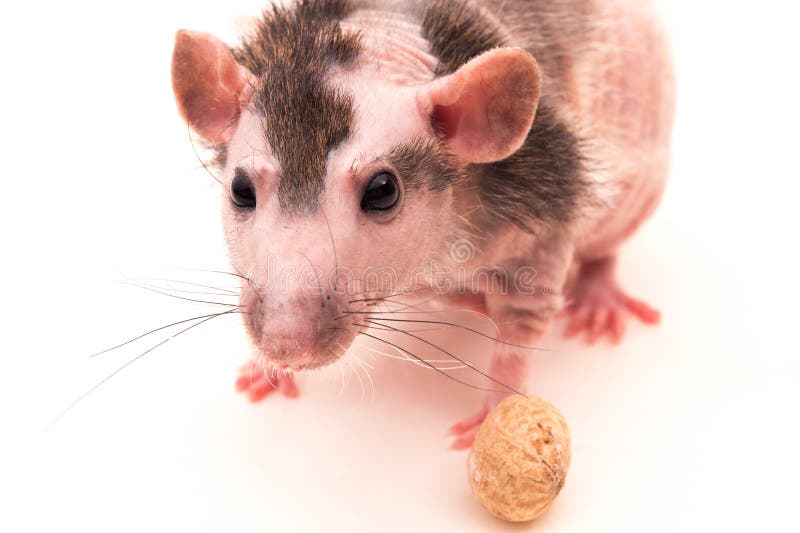 Hairless rat stock photo. Image of brown, look, funny - 19475052
