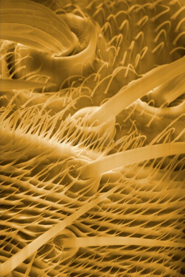Hairs of a fruit fly stock image. Image of insect, chitin - 29825169