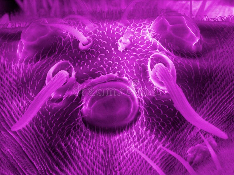 Hairs and Glands of a Fruit Fly Stock Image - Image of drosophila ...