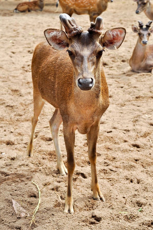 Rusa deer stock photo. Image of forest, field, wild, wildlife - 62660772