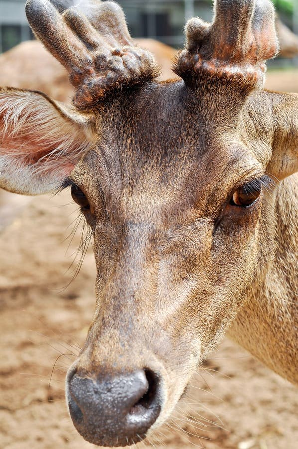 Rusa deer stock photo. Image of animal, chordata, mammal - 108231118