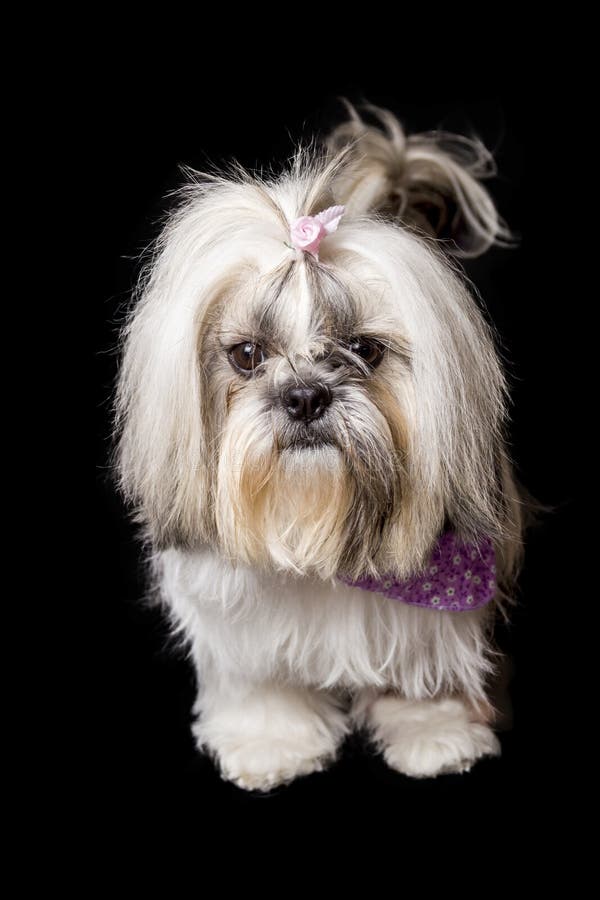 Cute White Shitzu Dog Braids Stock Photos - Free & Royalty-Free Stock ...
