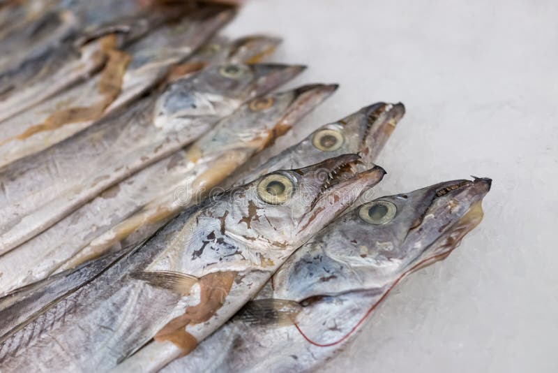 Fishes stock image. Image of fishes, boat, basket, gusto - 14286897