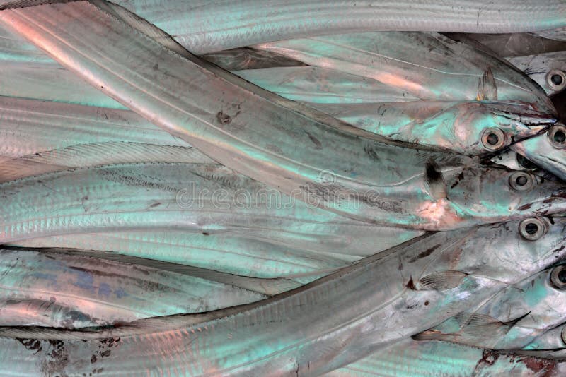 Hairtail fish stock photo. Image of animal, creature - 36822946