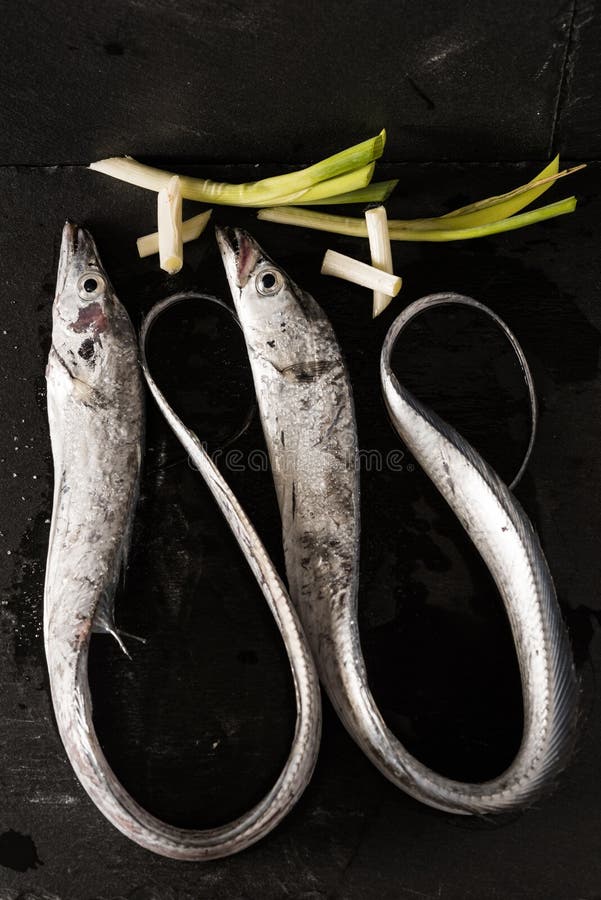 Hairtail fish on wharf stock photo. Image of stockton - 239068050