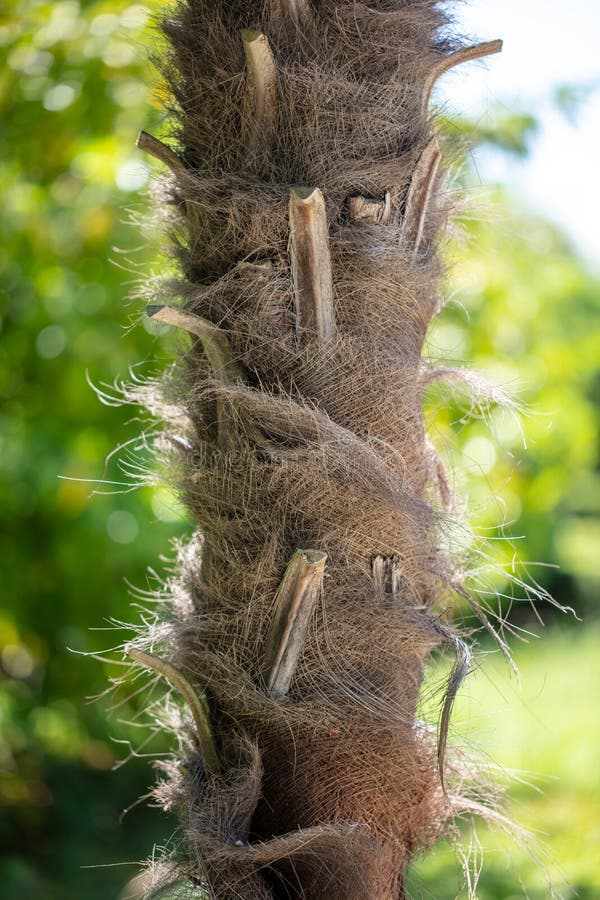 Hairy bark on a palm tree stock image. Image of background - 214275645