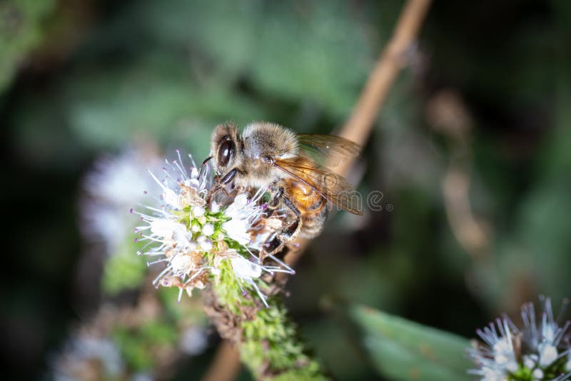 Bee eat pollen stock image. Image of bloom, nature, botanical - 159365171