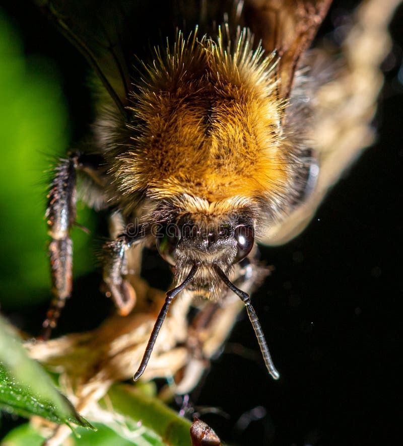 Hairy Bee on a Tree Branch. Stock Photo - Image of natural, outdoor: 222953022