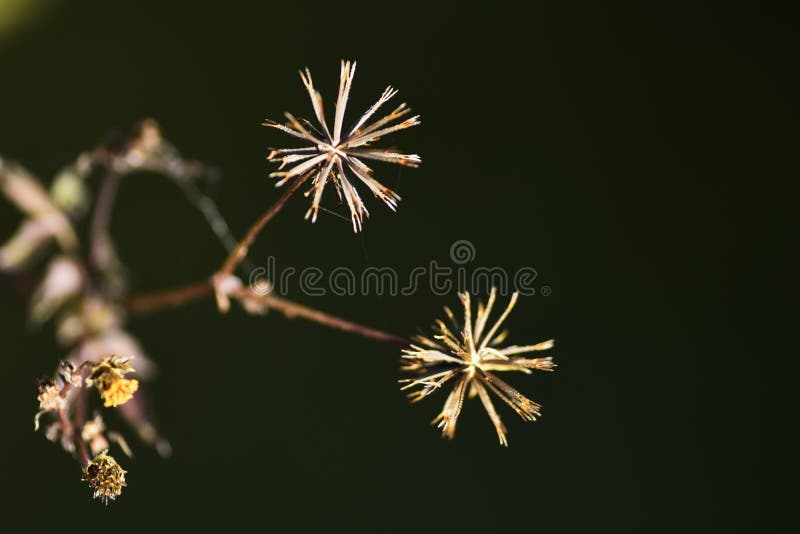 Hairy beggar ticks achene. stock image. Image of leaf - 237302305