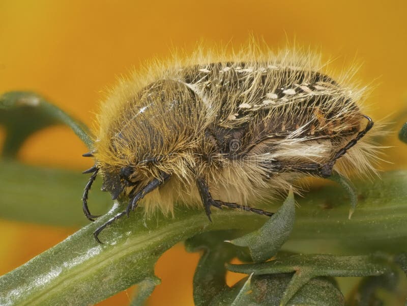 Hairy Black Bug with White Spots Stock Photo - Image of black, hairy ...