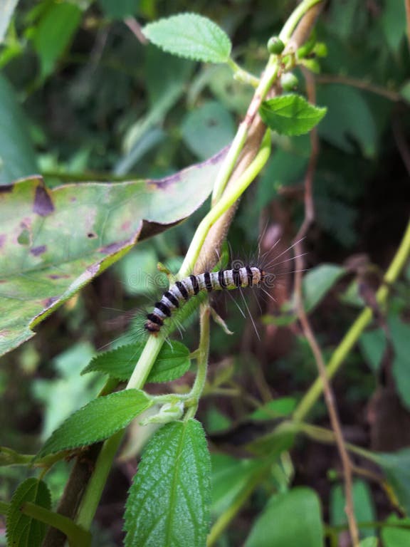 Hairy Black and White Carterpillar Stock Photo - Image of carterpillar ...