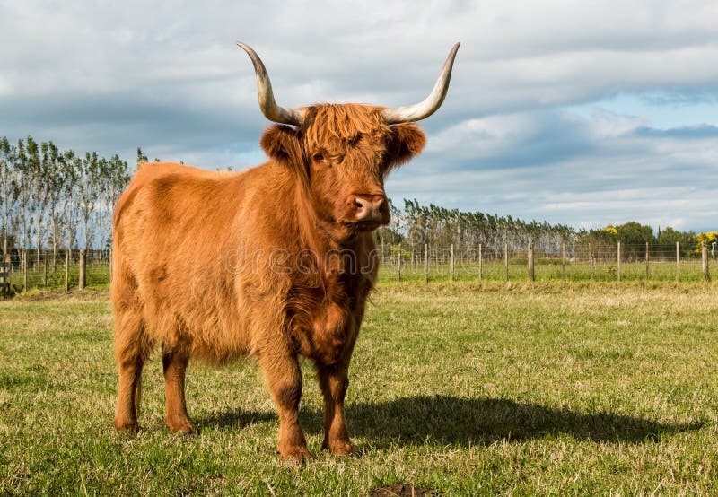 Hairy Brown Cow stock photo. Image of scottish, hairy - 47818186